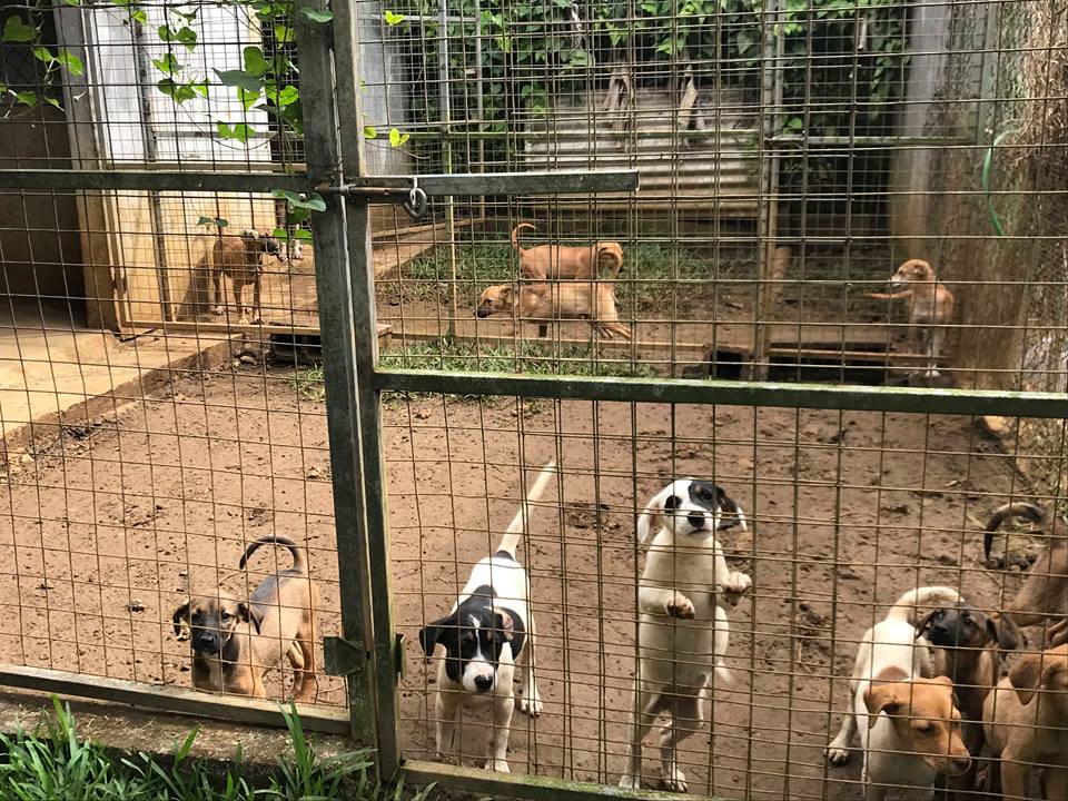 Adopt Puppies in Mauritius | Article, Latest Happenings |Mauritius Travels