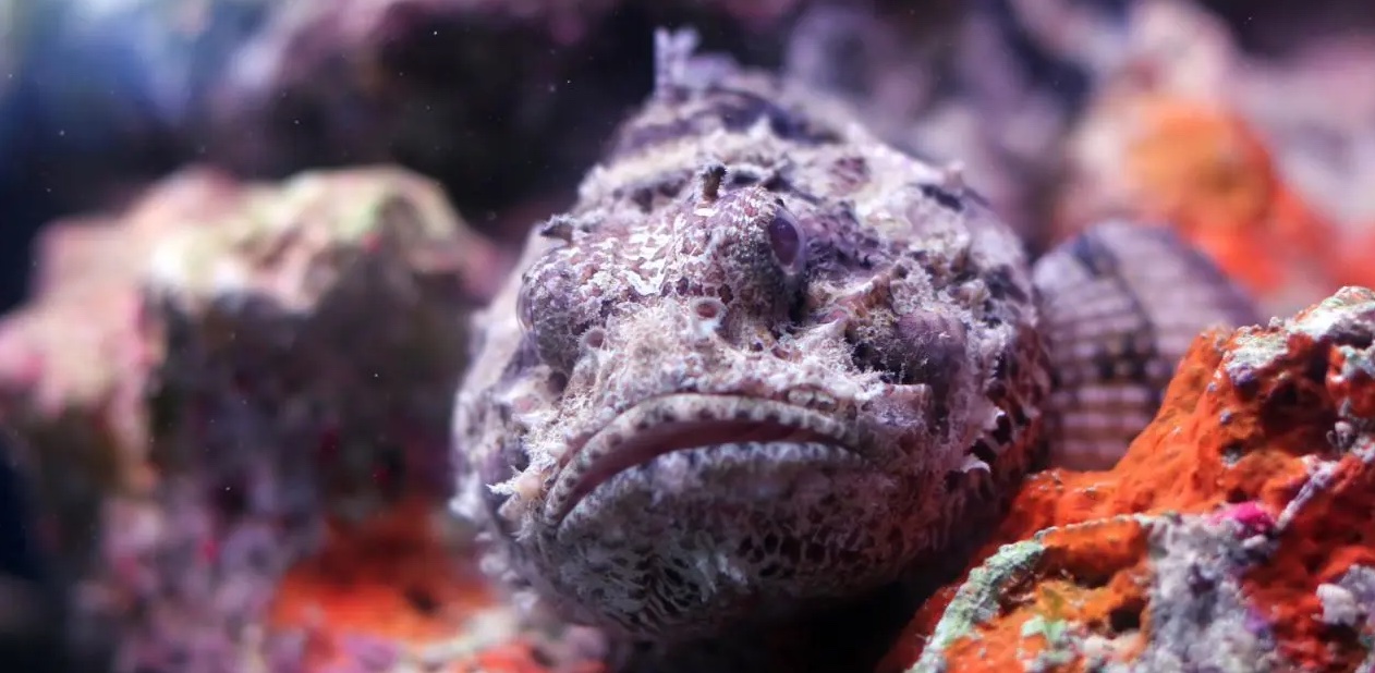 Stone Fish Found in Mauritius at Blue Bay - Stonefish Warning in ...