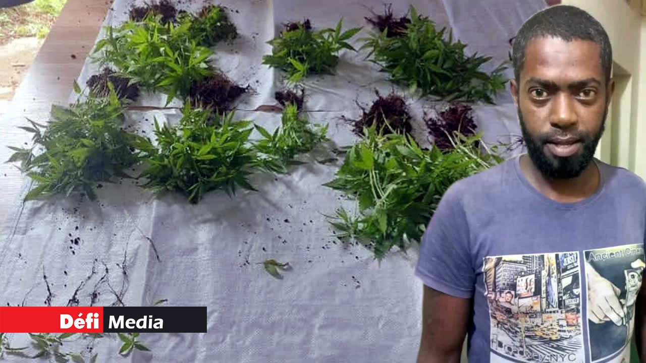 Cannabis Plants Worth Rs 1 Million Seized in Mare-d'Albert, Mauritius ...